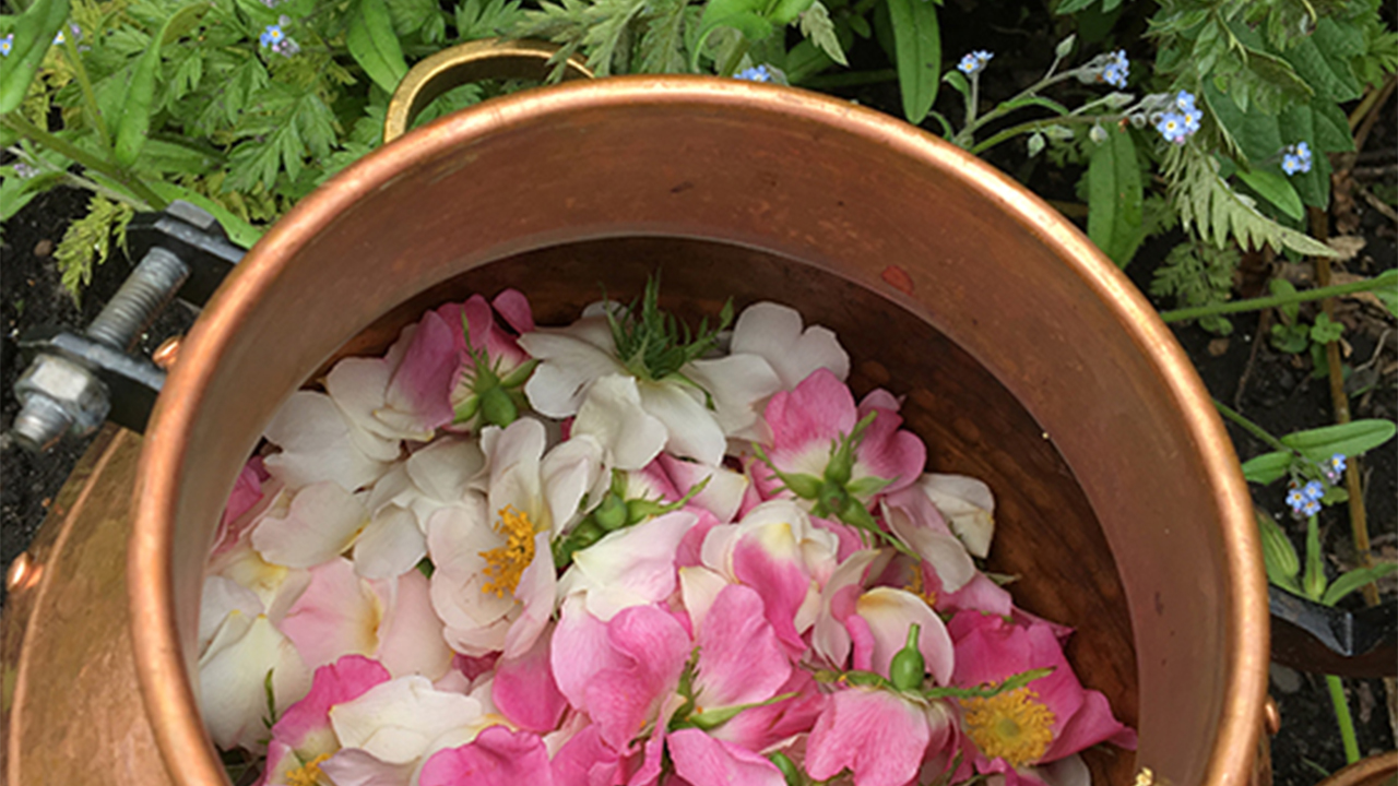 Botanical Organic Plant Hydrosols | Award-Winning Skin Care – Seilich